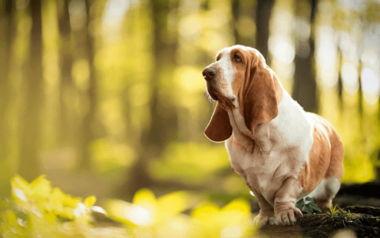 15 Cool Facts About Basset Hounds - The Dogman