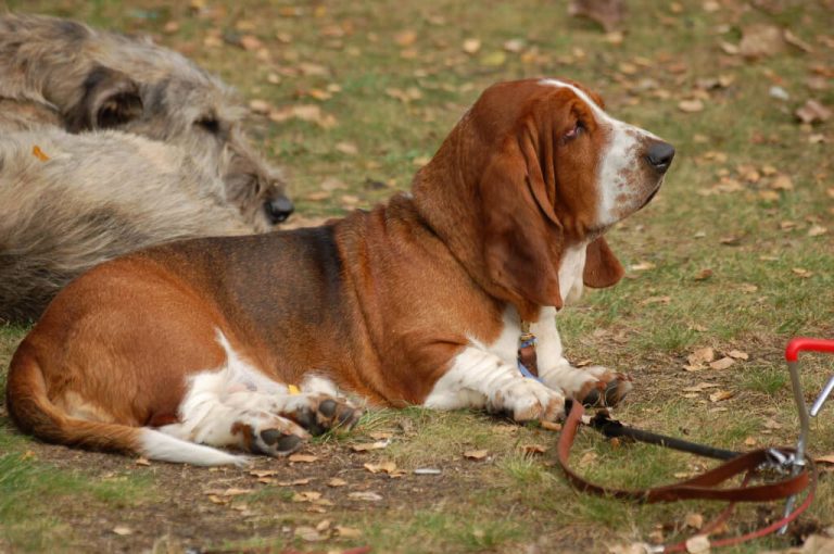 15 Interesting Facts About Basset Hounds - The Dogman