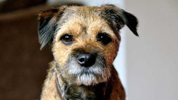 230+ Lovable Border Terrier Names For Dogs 2020 - The Dogman