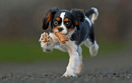 15 Amazing Facts About Cavalier King Charles Spaniels You Probably ...
