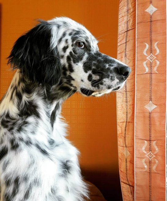 15 Amazing Facts About English Setters You Probably Never Knew - The Dogman