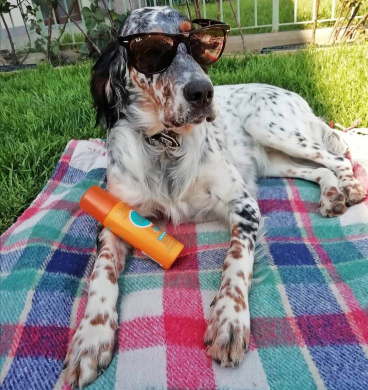 15 Pictures Only English Setter Owners Will Think Are Funny | Page 4 of ...