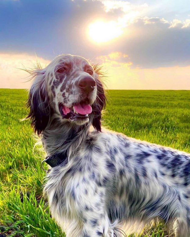 15 Amazing Facts About English Setters You Probably Never Knew - The Dogman