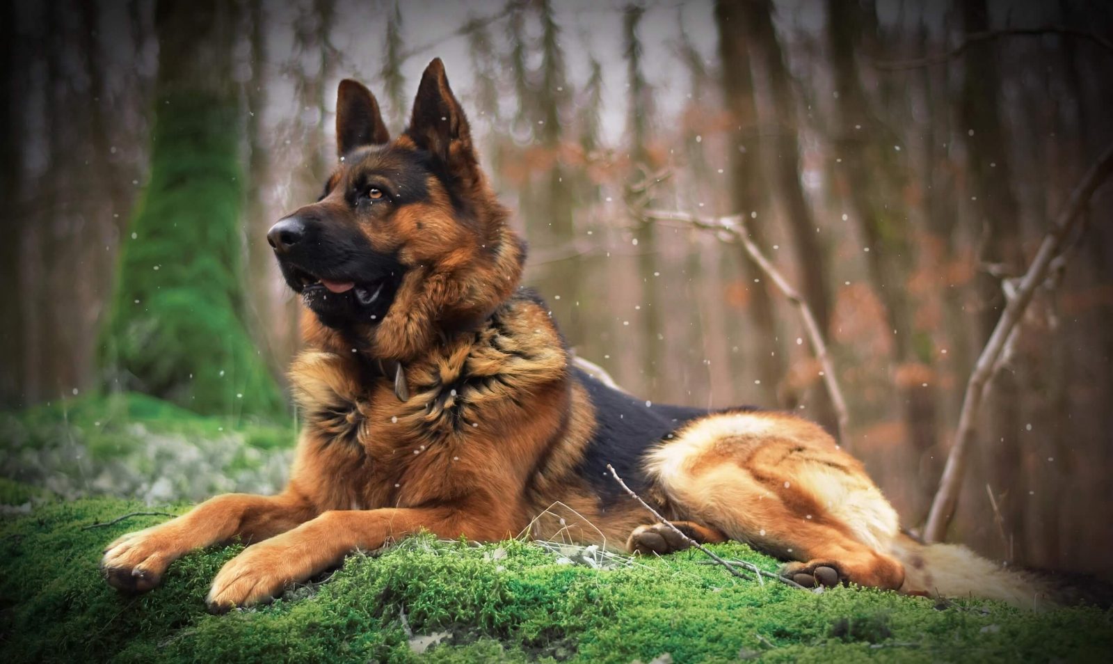 15 Amazing Facts About German Shepherd Dogs You Probably Never Knew ...