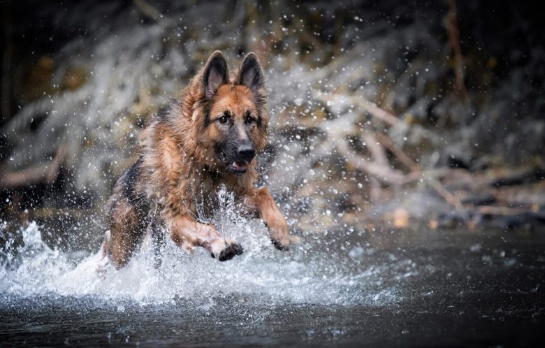 15 Interesting Facts About German Shepherd Dogs - The Dogman