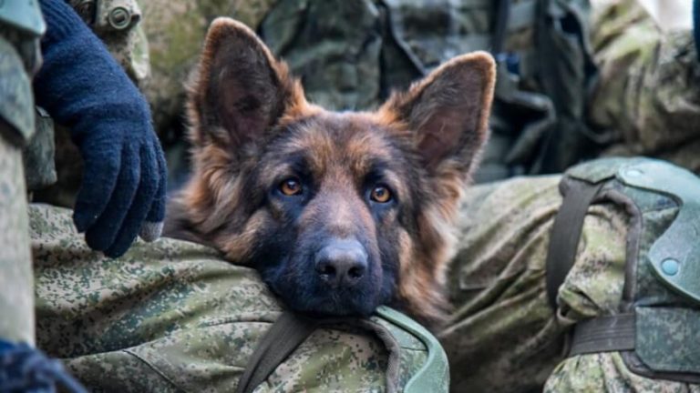 15 Interesting Facts About German Shepherd Dogs - The Dogman