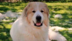 14 Intriguing Facts About Great Pyrenees - The Dogman