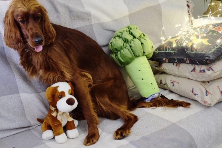15 Amazing Facts About the Irish Setter You Probably Never Knew - The ...