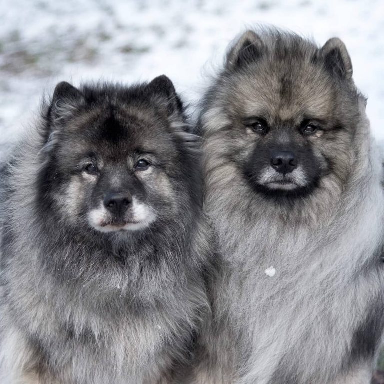 15 Interesting Facts About Keeshonds - Page 2 of 5 - The Dogman