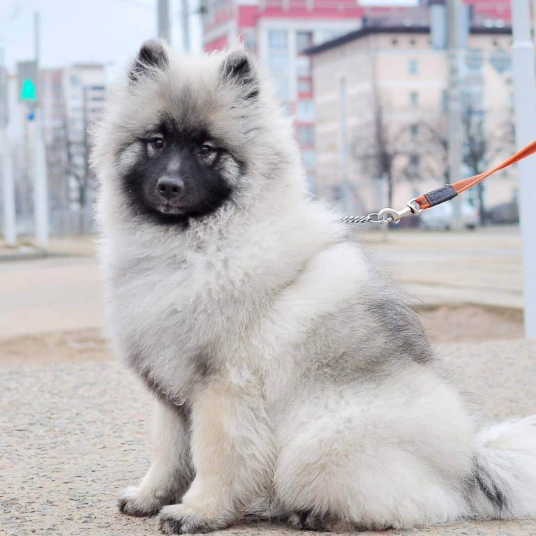 15 Interesting Facts About Keeshonds - The Dogman