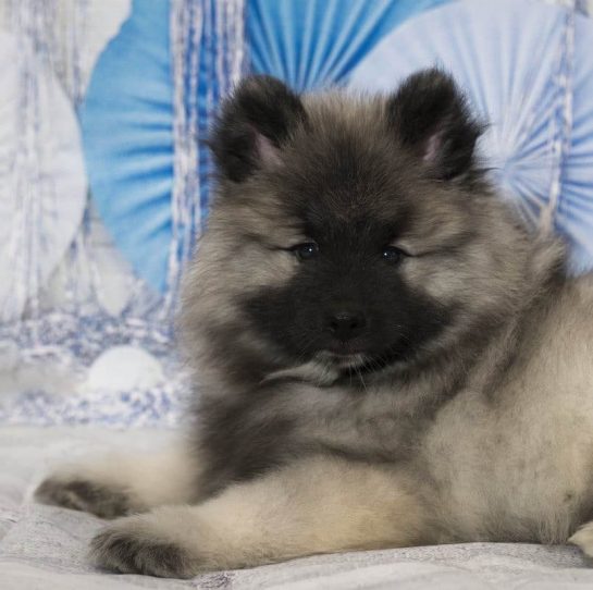 15 Amazing Facts About Keeshonds You Probably Never Knew - The Dogman