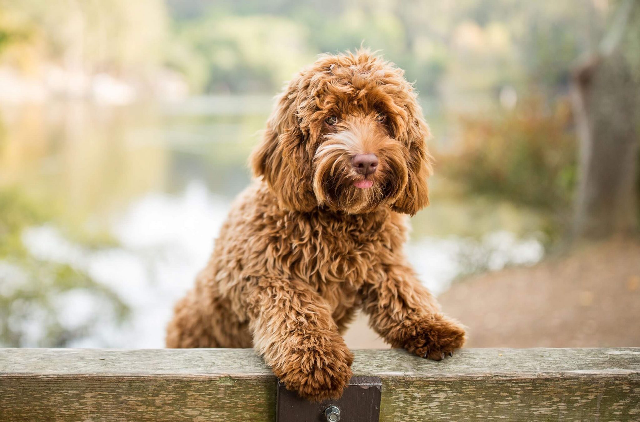 15 Amazing Facts About Labradoodles You Probably Never Knew - Page 2 of ...