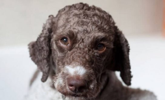 15 Amazing Facts About Lagotto Romagnolo You Probably Never Knew - The ...