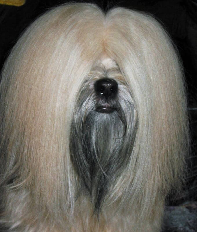 15 Amazing Facts About Lhasa Apsos You Probably Never Knew - Page 3 of ...