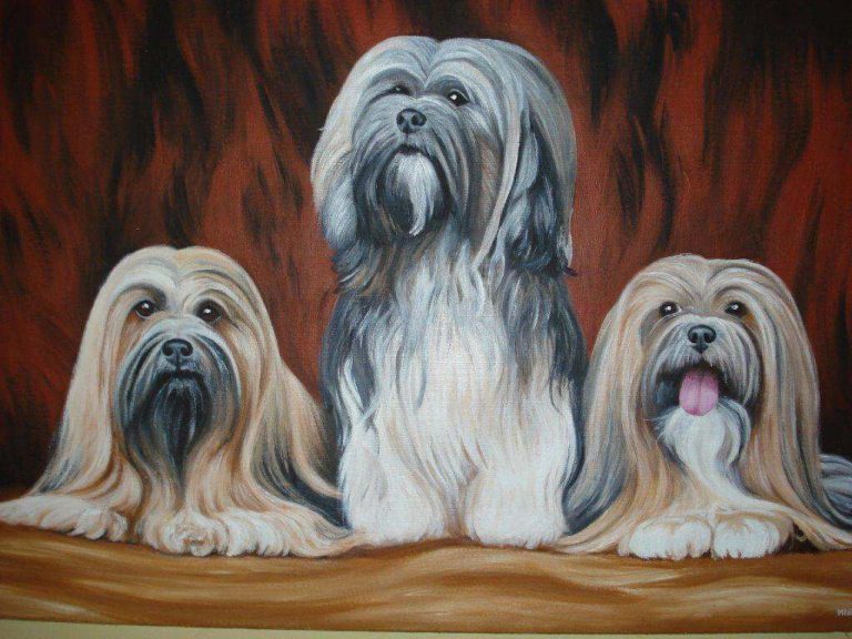 15 Interesting Facts About Lhasa Apsos - The Dogman