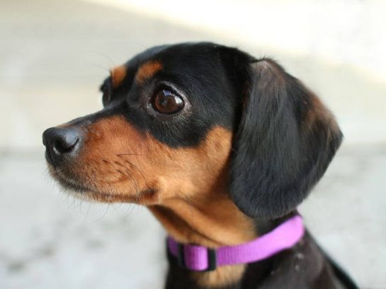 20 Miniature Pinscher Mixed Breeds: Pint-Sized Cuties to Cuddle With ...