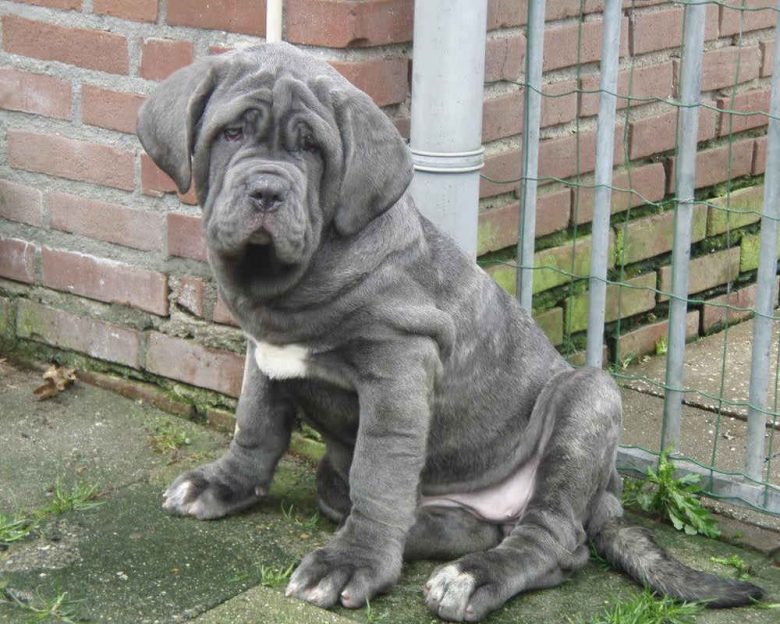 15 Amazing Facts About Neapolitan Mastiffs You Probably Never Knew ...