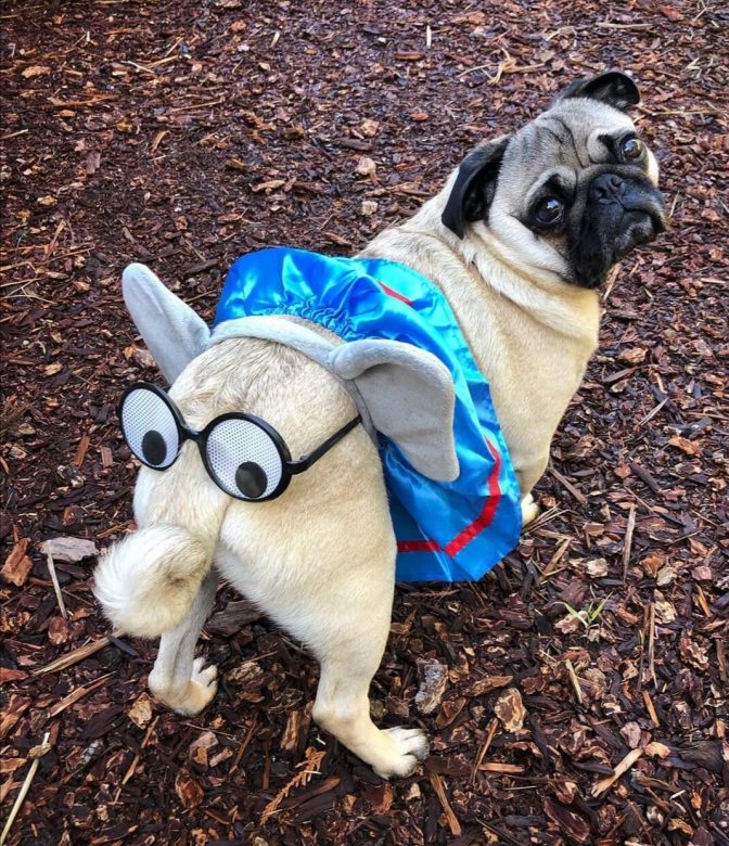 The 15 Best Pug Halloween Costumes of All Time - Page 3 of 5 - The Dogman