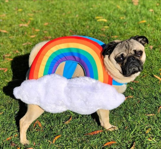 The 15 Best Pug Halloween Costumes of All Time - Page 4 of 5 - The Dogman