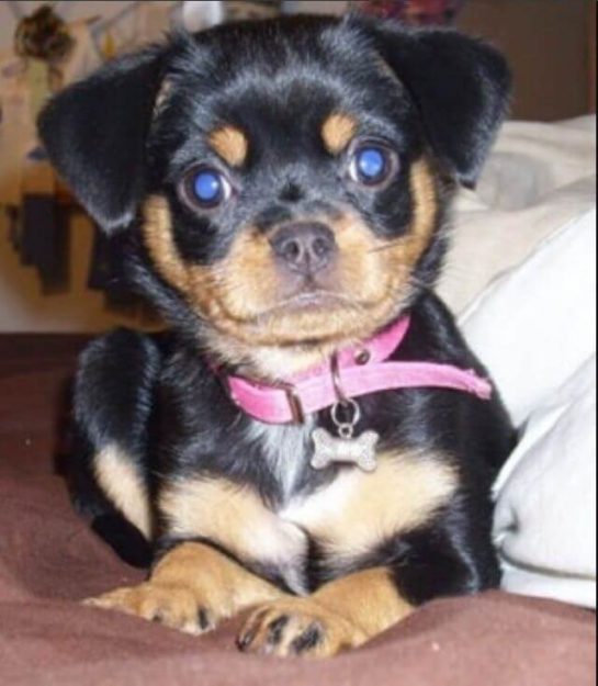 20 Pekingese Mixes: Perfect Peke Mixed Breeds You Can't Resist! - Page ...