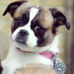 20 Pekingese Mixes: Perfect Peke Mixed Breeds You Can't Resist! - The ...