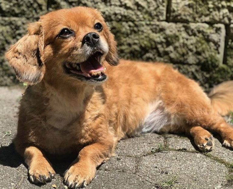 20 Pekingese Mixes: Perfect Peke Mixed Breeds You Can't Resist! - Page ...