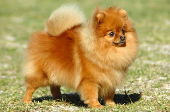15 Amazing Facts About Pomeranians You Probably Never Knew - The Dogman