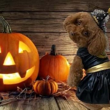 15 Of The Very Best Poodles Wearing Halloween Costumes - The Dogman