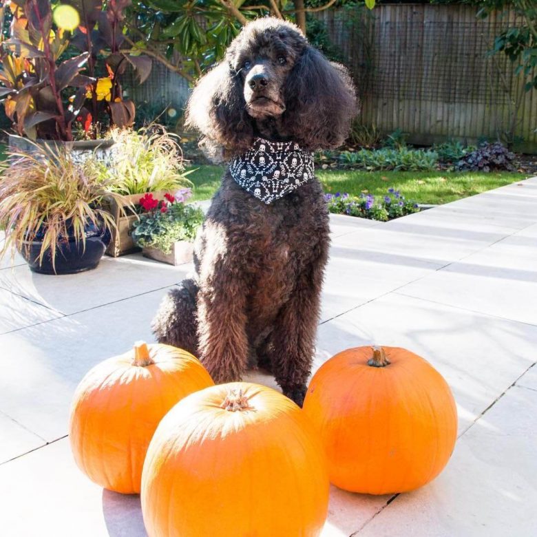 15 Of The Very Best Poodles Wearing Halloween Costumes - The Dogman