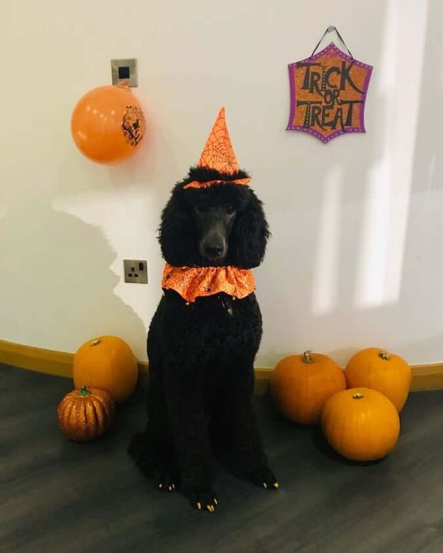 15 Of The Very Best Poodles Wearing Halloween Costumes - The Dogman
