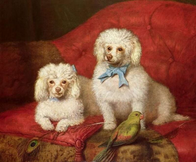15 Amazing Facts About Poodles You Probably Never Knew - The Dogman