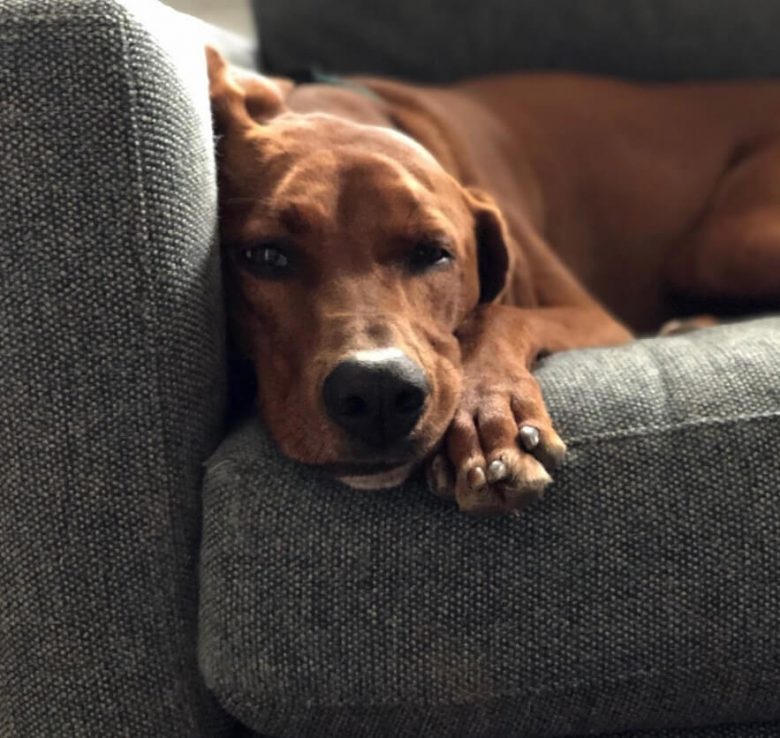 The 450+ Most Popular Coonhound Dog Names of 2020 - The Dogman