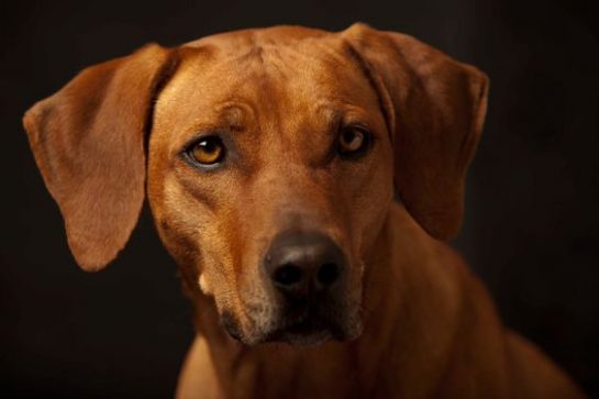 15 Interesting Facts About Rhodesian Ridgebacks - The Dogman