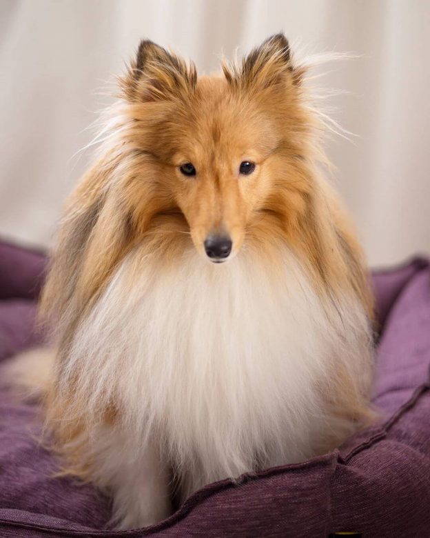 15 Interesting Facts About Shetland Sheepdogs - The Dogman