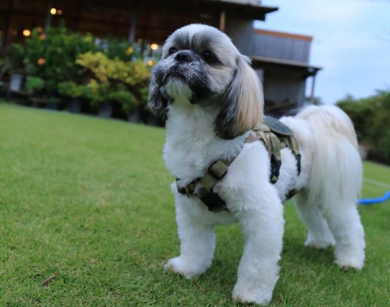 15 Amazing Facts About Shih Tzu You Probably Never Knew - The Dogman