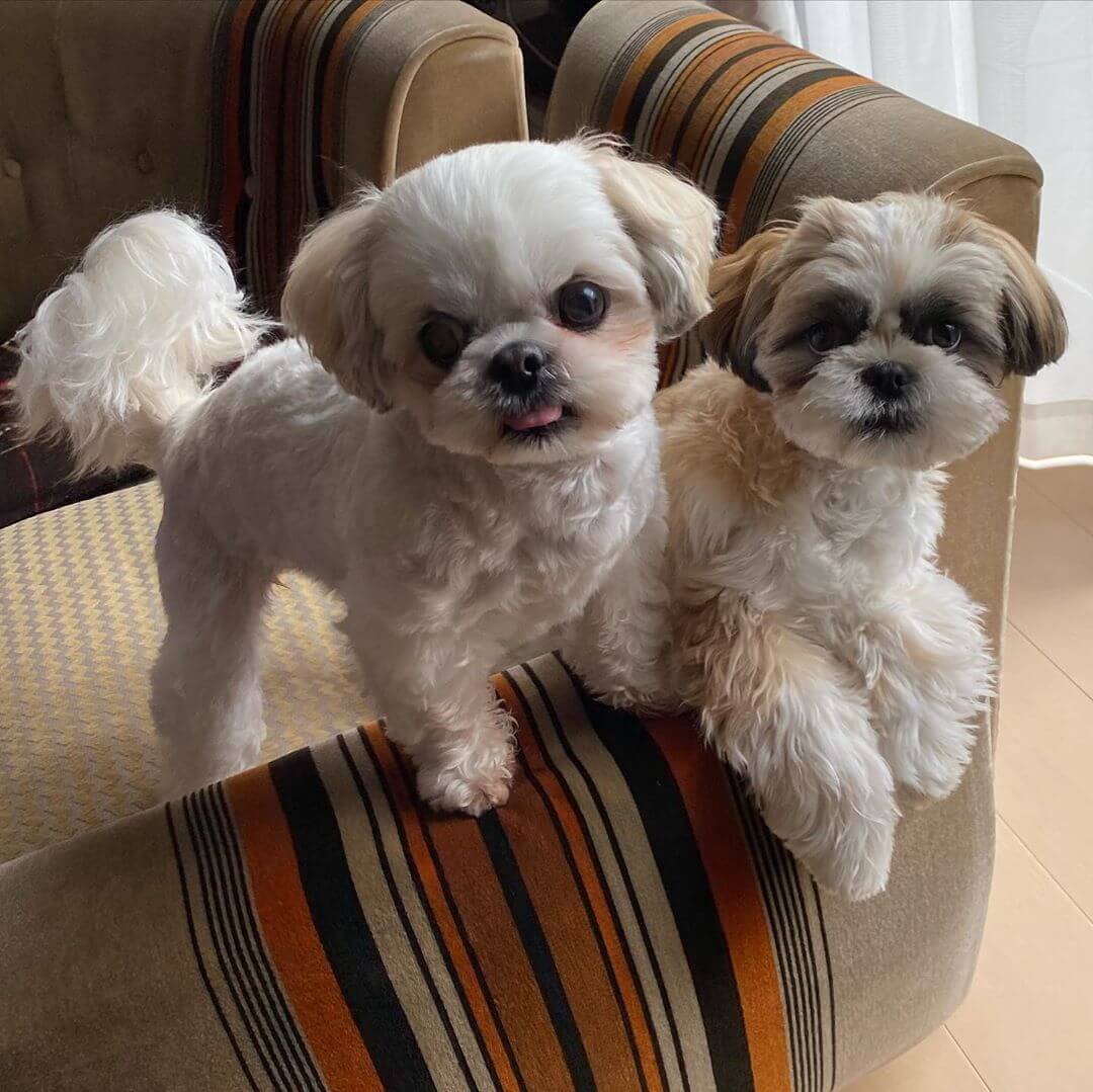 15 Interesting Facts About Shih Tzus - Page 4 of 5 - The Dogman