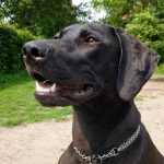 18 Weimaraner Mixes – Which One Do You Like The Look Of? - The Dogman