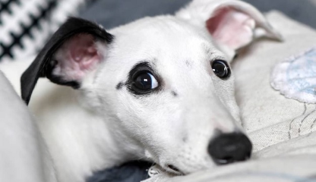 14 Pictures Only Whippet Owners Will Think Are Funny - The Dogman