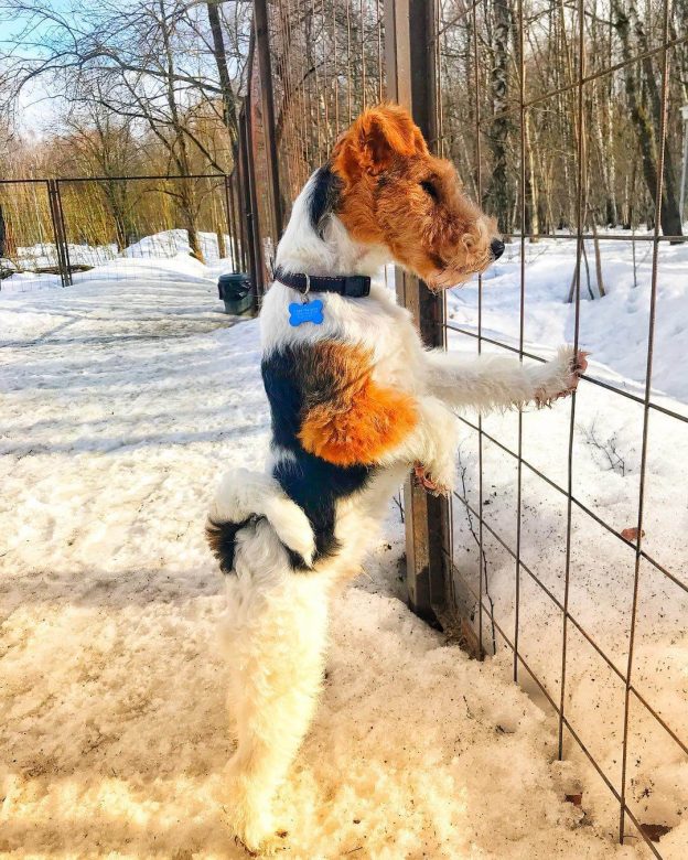 15 Amazing Facts About Wire Fox Terriers (Fox Terrier) You Probably ...