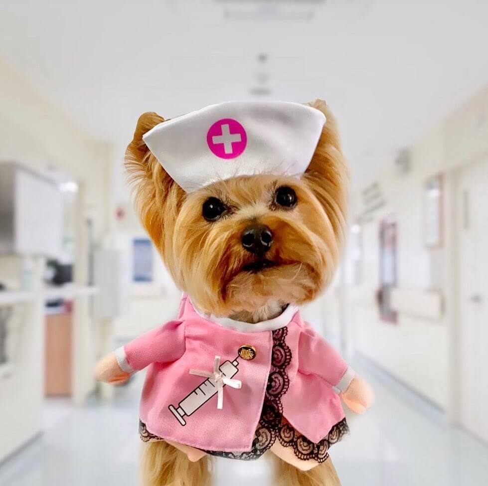 15 Best Halloween Costumes For Your Yorkie 2020 - Page 4 of 5 - The Dogman