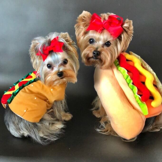 15 Best Halloween Costumes For Your Yorkie 2020 - Page 3 of 5 - The Dogman