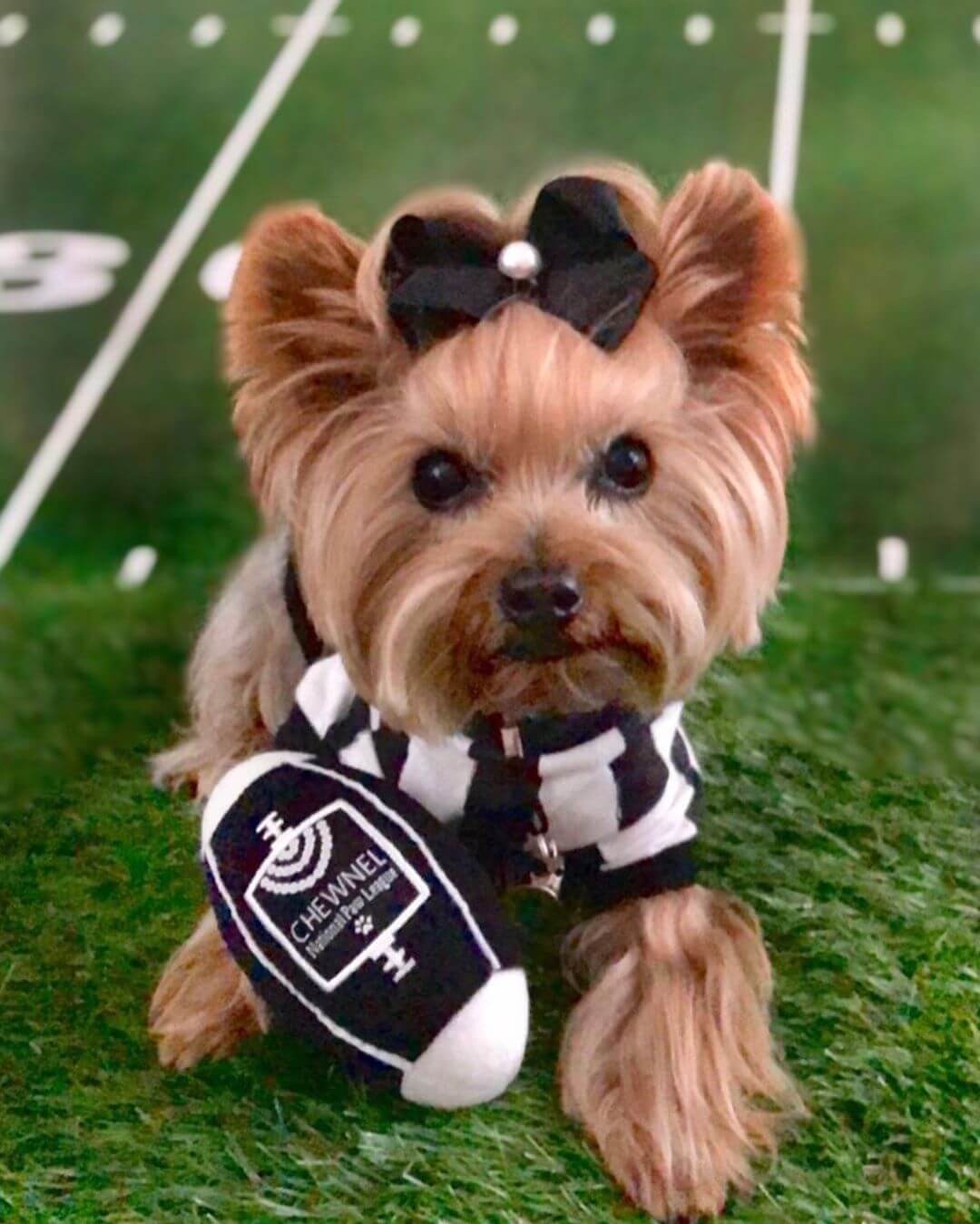 15 Best Halloween Costumes For Your Yorkie 2020 - Page 3 of 5 - The Dogman