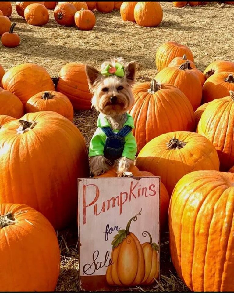 15 Best Halloween Costumes For Your Yorkie 2020 - The Dogman
