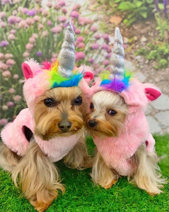 15 Funny Yorkie Halloween Costumes 2020 - The Dogman