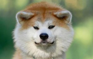 14 Things About the Temperament of Akita Inu Dogs - The Dogman