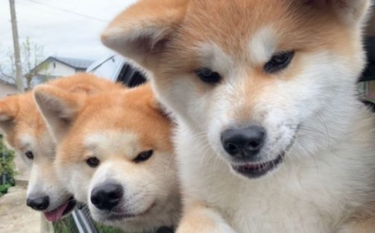 10 Most Popular Dog Breeds in Ukraine - The Dogman