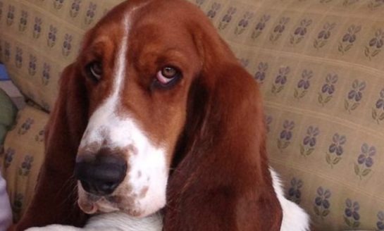 15 Pictures Only Basset Owners Will Think Are Funny - The Dogman
