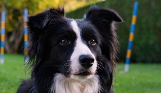 10 Most Popular Dog Breeds in Ukraine - The Dogman