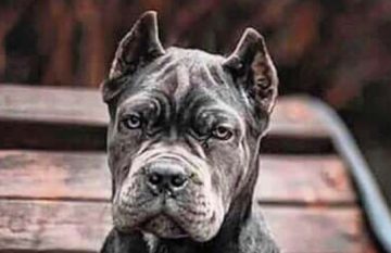 15 Cane Corso Memes You’ll Find Too Cute - The Dogman