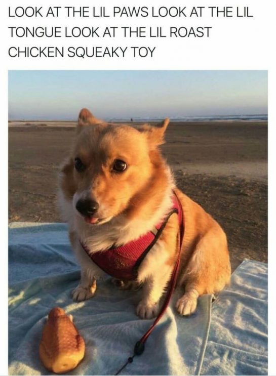 15 Of The Best Corgi Memes - The Dogman